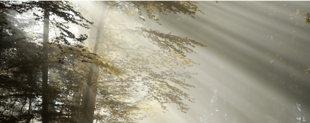 Penguin Pebbling - An Autistic Love Language | Autistic Realms